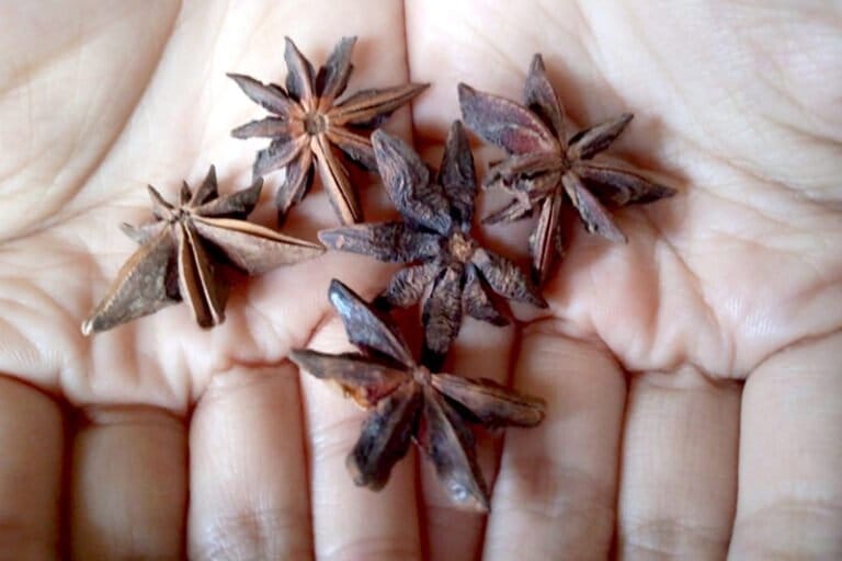 20 Contoh Minuman Tradisional Indonesia | PT. Gra Herbalindo Utama